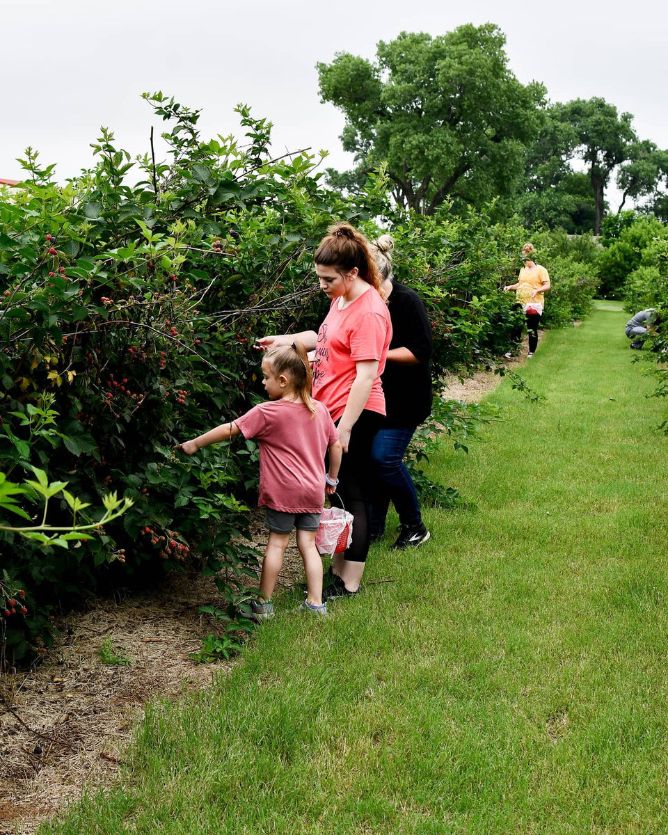 Final U-Pick Blackberries Schedule! – The King's Good Vineyard and ...