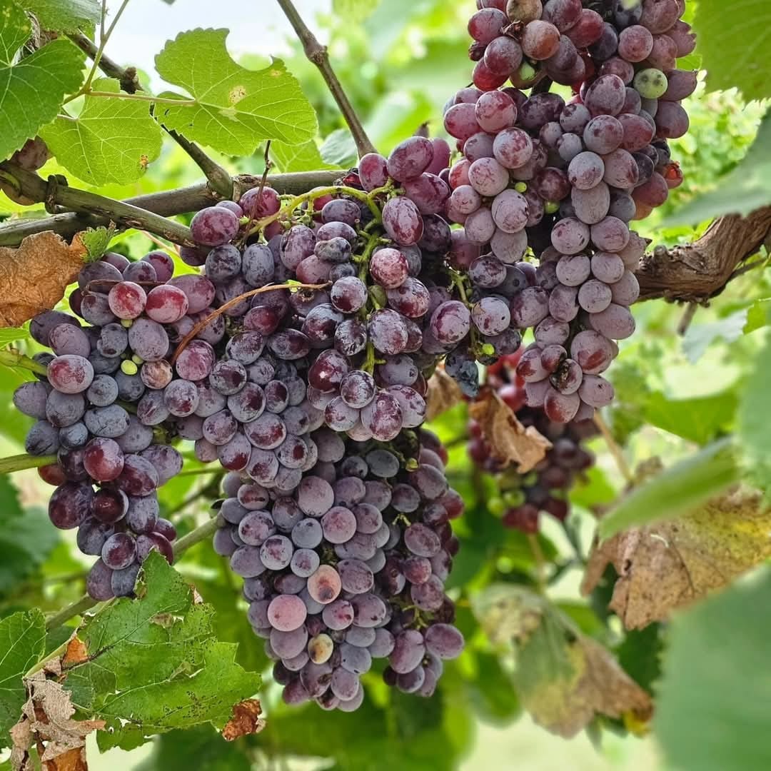 Pick a Pound of Grapes & Enter to Win Free Tickets to the Wichita Thea ...