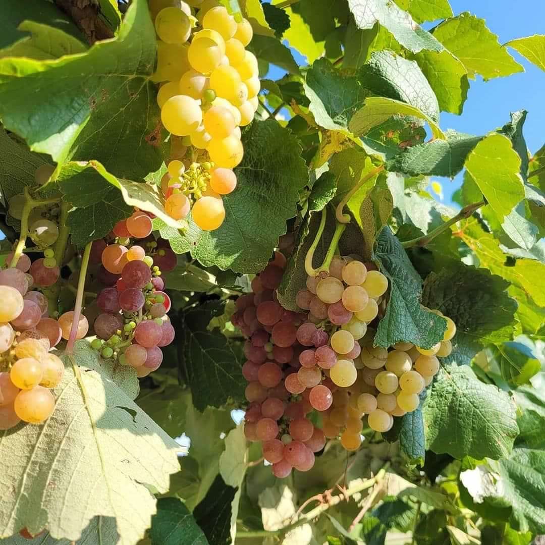 Open for U-Pick Grapes this Saturday!! – The King's Good Vineyard and ...