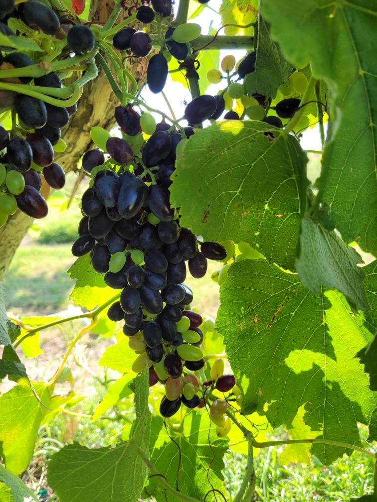 Our Joy Grapes are Ready! – The King's Good Vineyard and Berry Farm